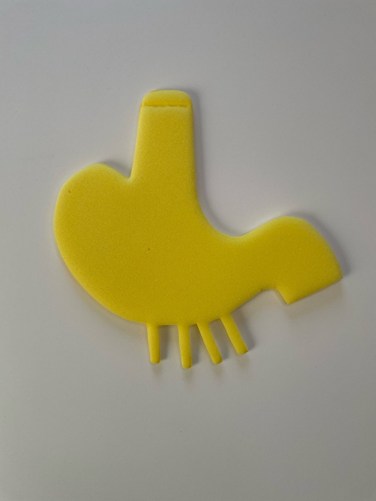 Foam anatomy model - Wetlab - Knowledge With Experience